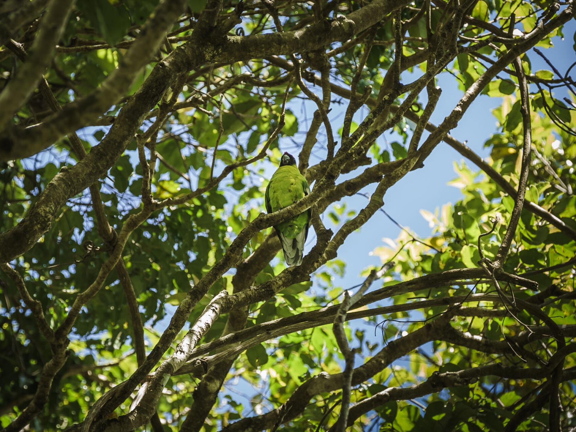 15 choses incontournables à faire à La Foa – Farino | Nouvelle ...