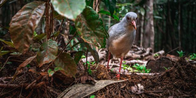Animaux emblématiques de Nouvelle-Calédonie | Nouvelle-Calédonie ...