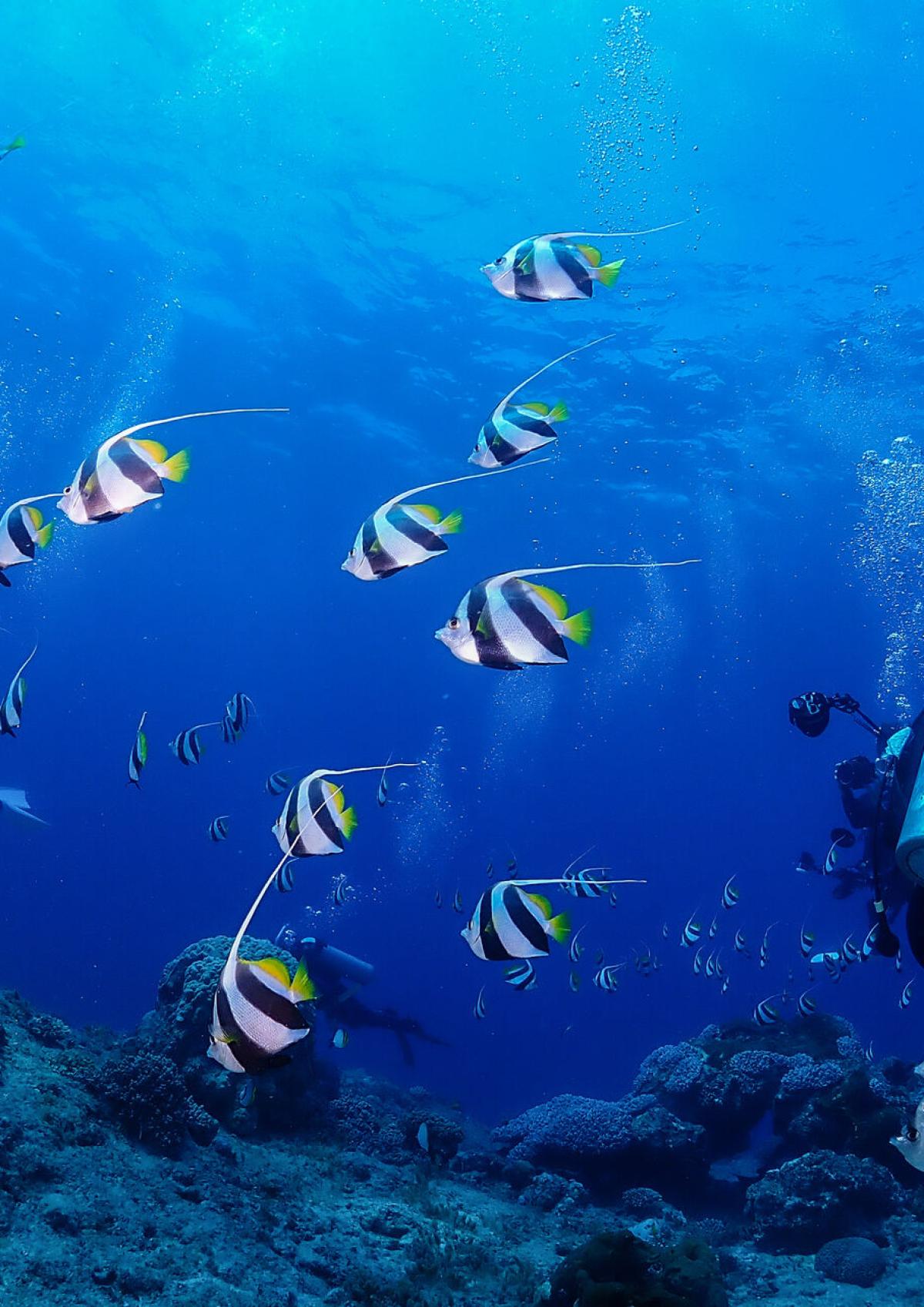 Le Phare Amédée : toutes les activités ! | Nouvelle-Calédonie Tourisme ...