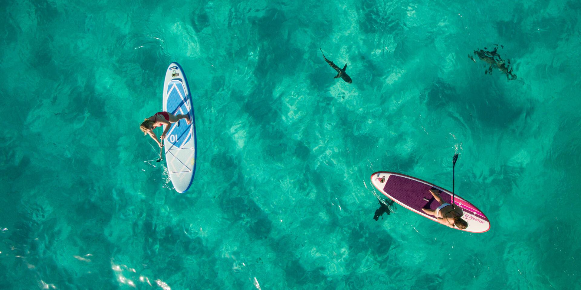 Understanding Shark Safety in New Caledonia