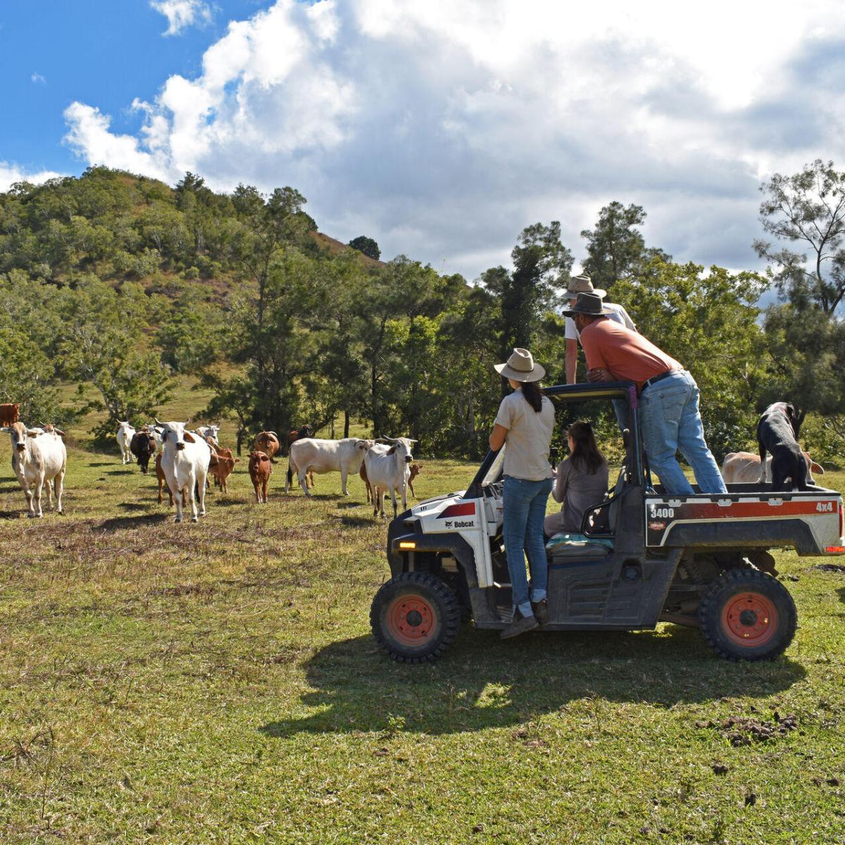 Immerse Yourself in the ‘Broussard’ (French cowboys) Culture in New ...