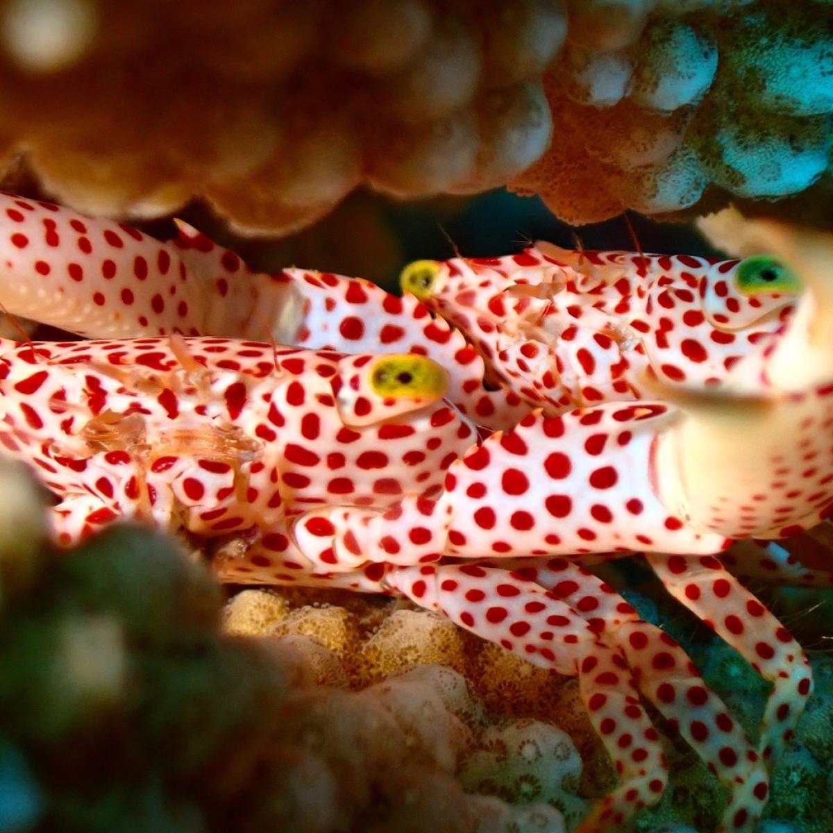 Emblematic animals of New Caledonia | New Caledonia Tourism: The ...