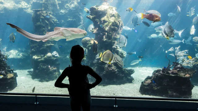 Visiter l’Aquarium des Lagons à Nouméa | Nouvelle-Calédonie Tourisme : Le site officiel du ...