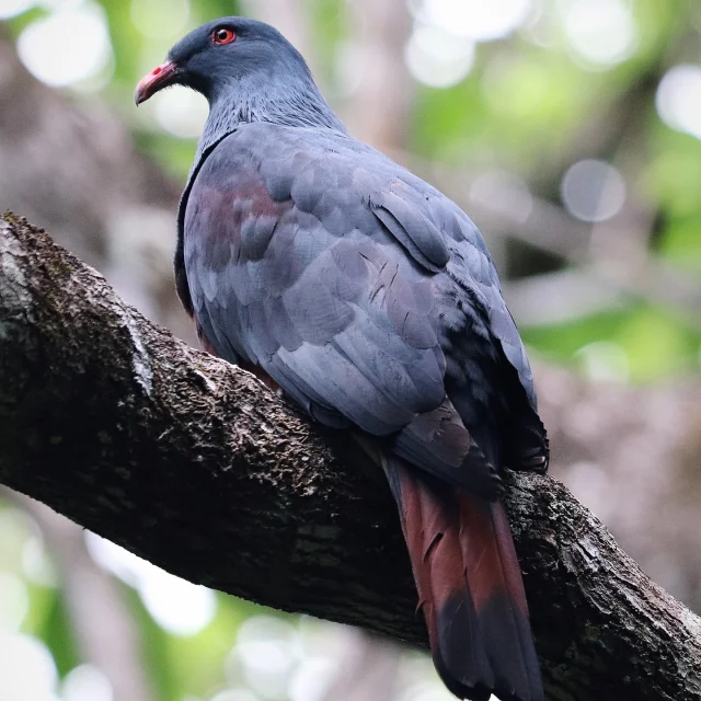 Animaux emblématiques de Nouvelle-Calédonie | Nouvelle-Calédonie ...